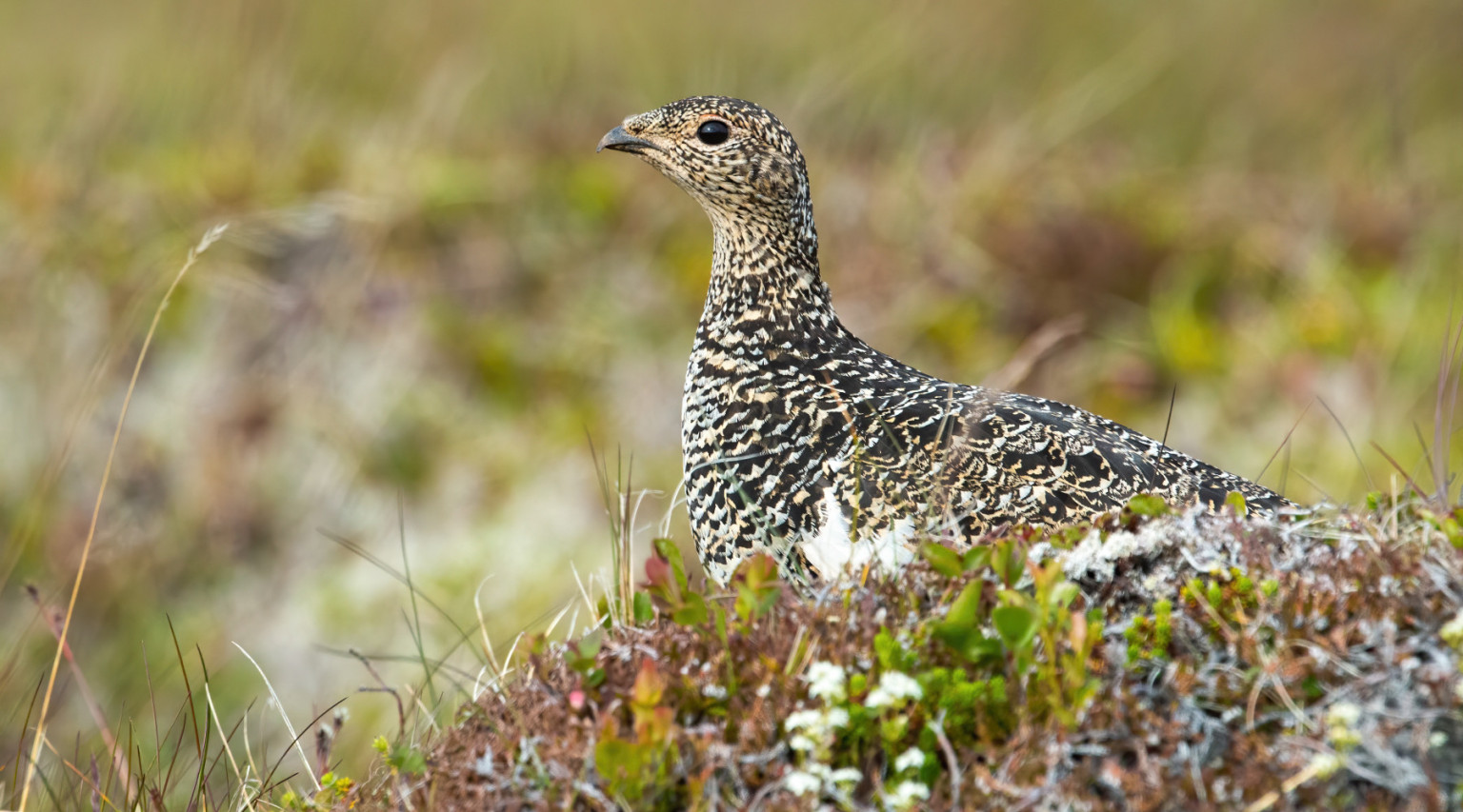 Pernice bianca e lepre variabile in Valle d’Aosta, il Tar si esprime ...
