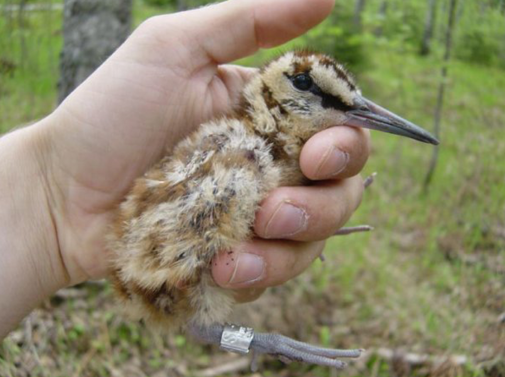 Beccacce stanziali in Italia - Caccia Magazine