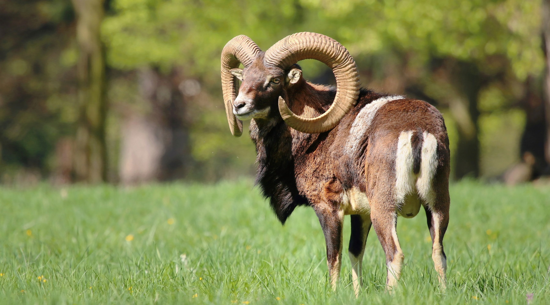 Eradicazione dei mufloni dal Giglio: l’analisi di Boitani su Repubblica ...