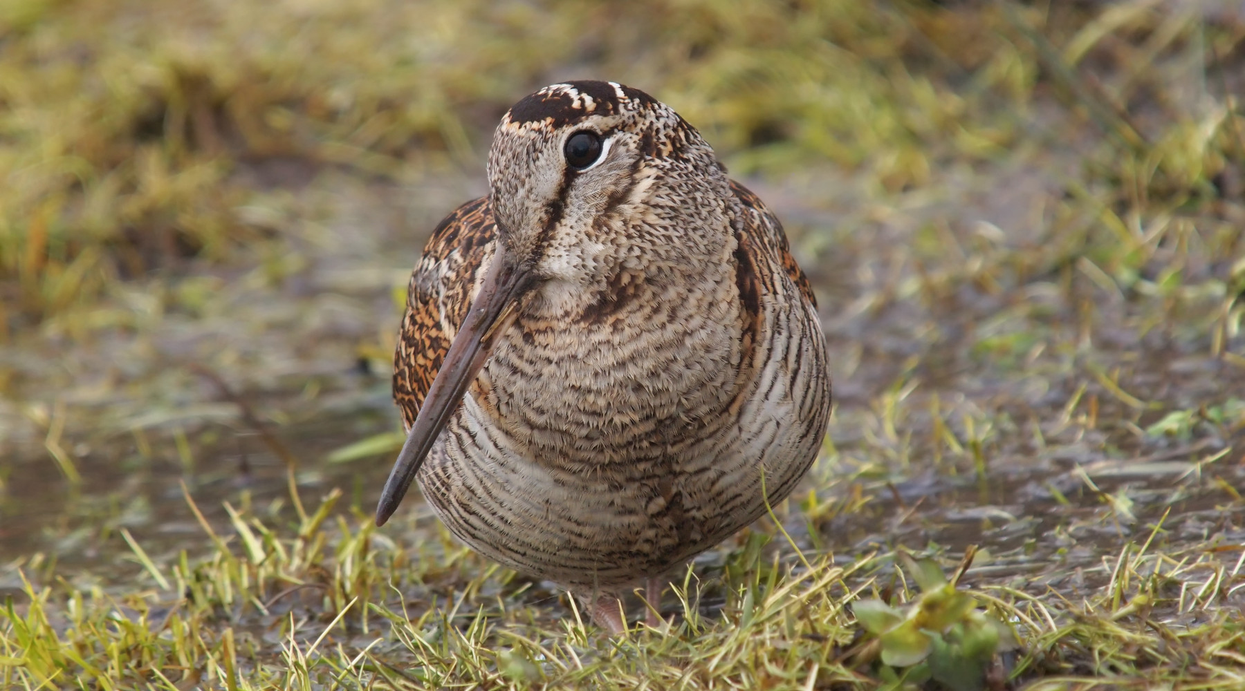 Caccia alla beccaccia in Lombardia aperta anche l’ultima settimana ...