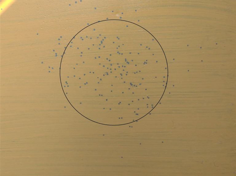 Baschieri & Pellagri Balistite 27 calibro 20: il test - Caccia Magazine