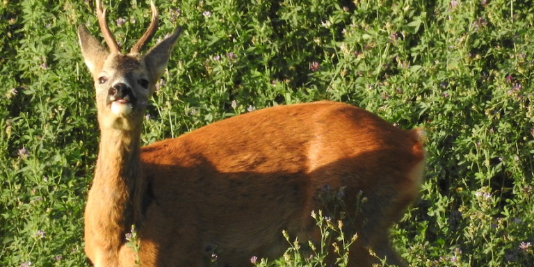 Caccia al capriolo nel periodo degli amori - Caccia Magazine