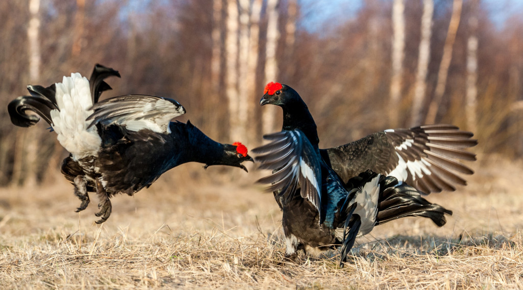 Caccia ai galliformi alpini, il corso AlpVet - Caccia Magazine