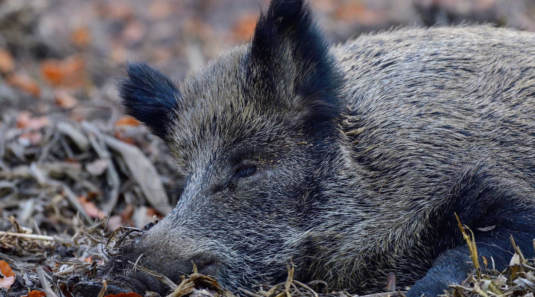 Gestione del cinghiale nel Lazio, più fondi agli Atc - Caccia Magazine