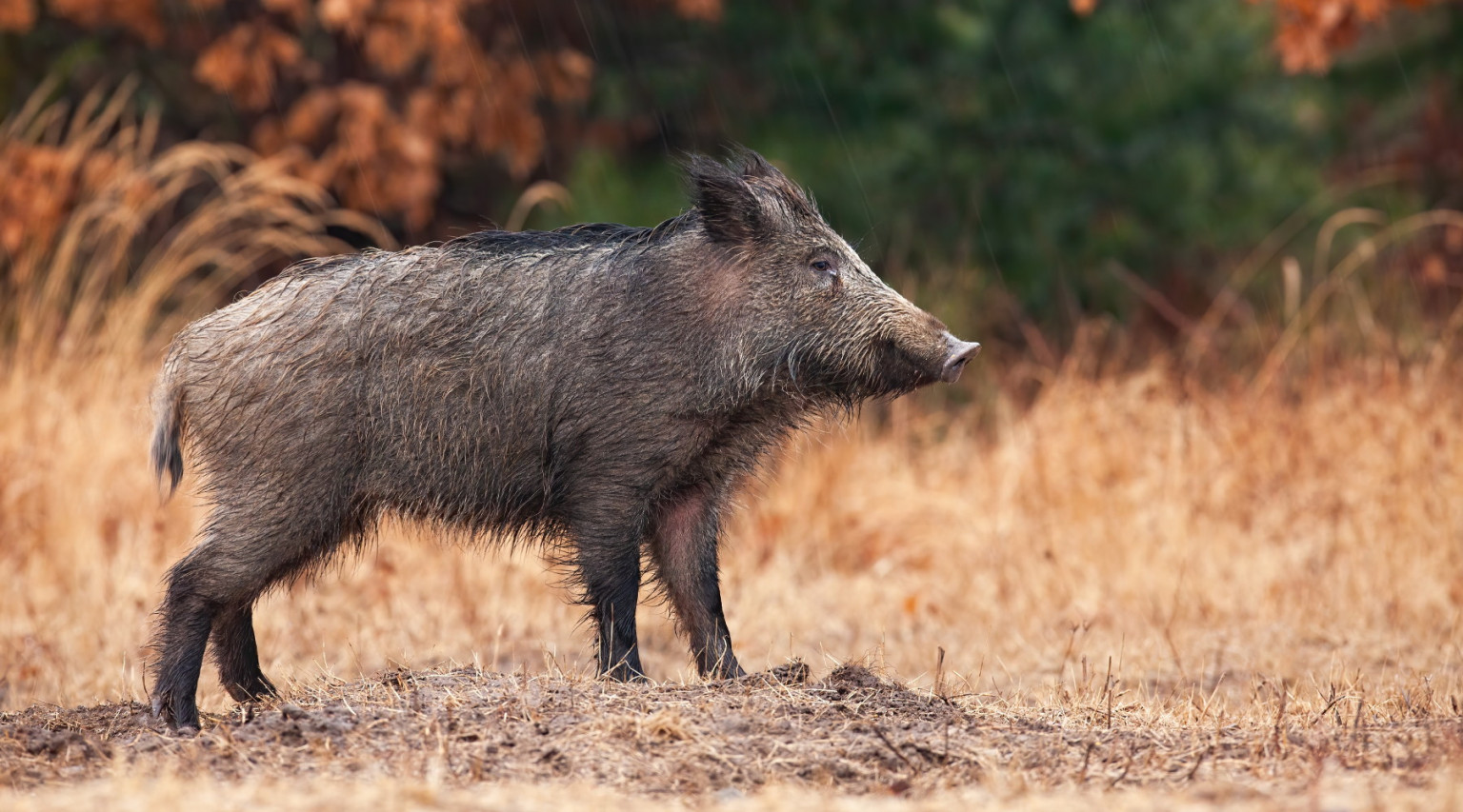 Caccia al cinghiale in Piemonte, le novità - Caccia Magazine