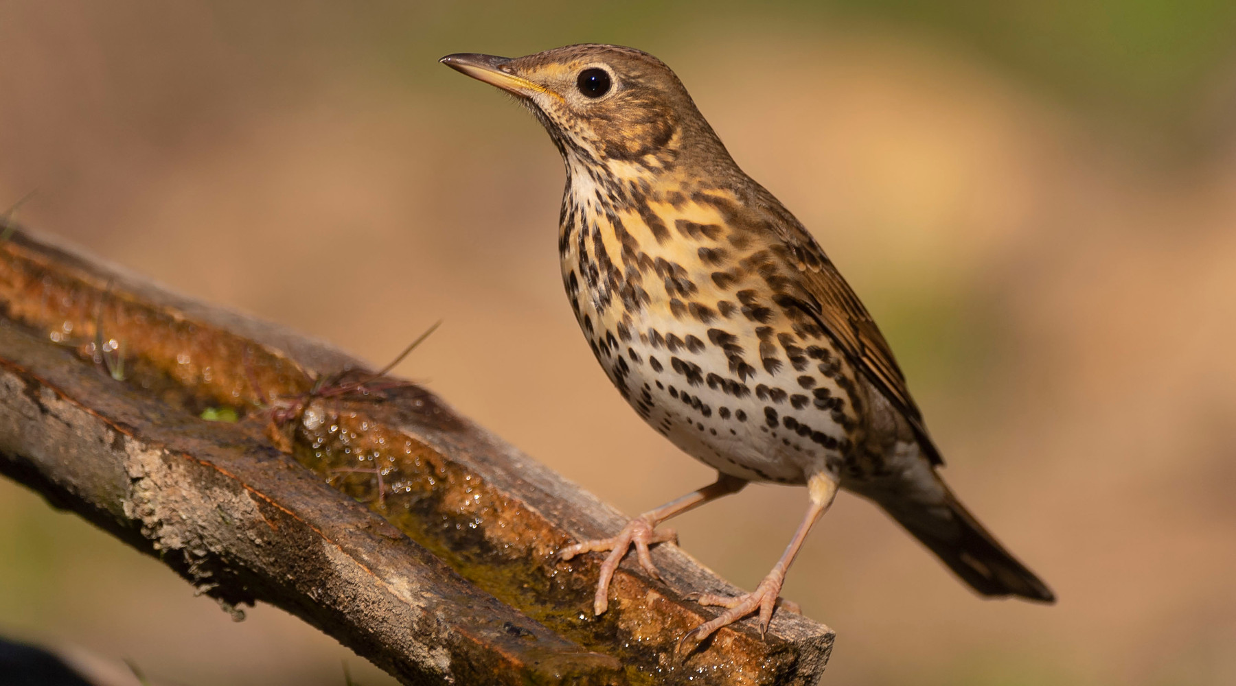 Di nuovo rinviata l’apertura della caccia al tordo in Lombardia ...