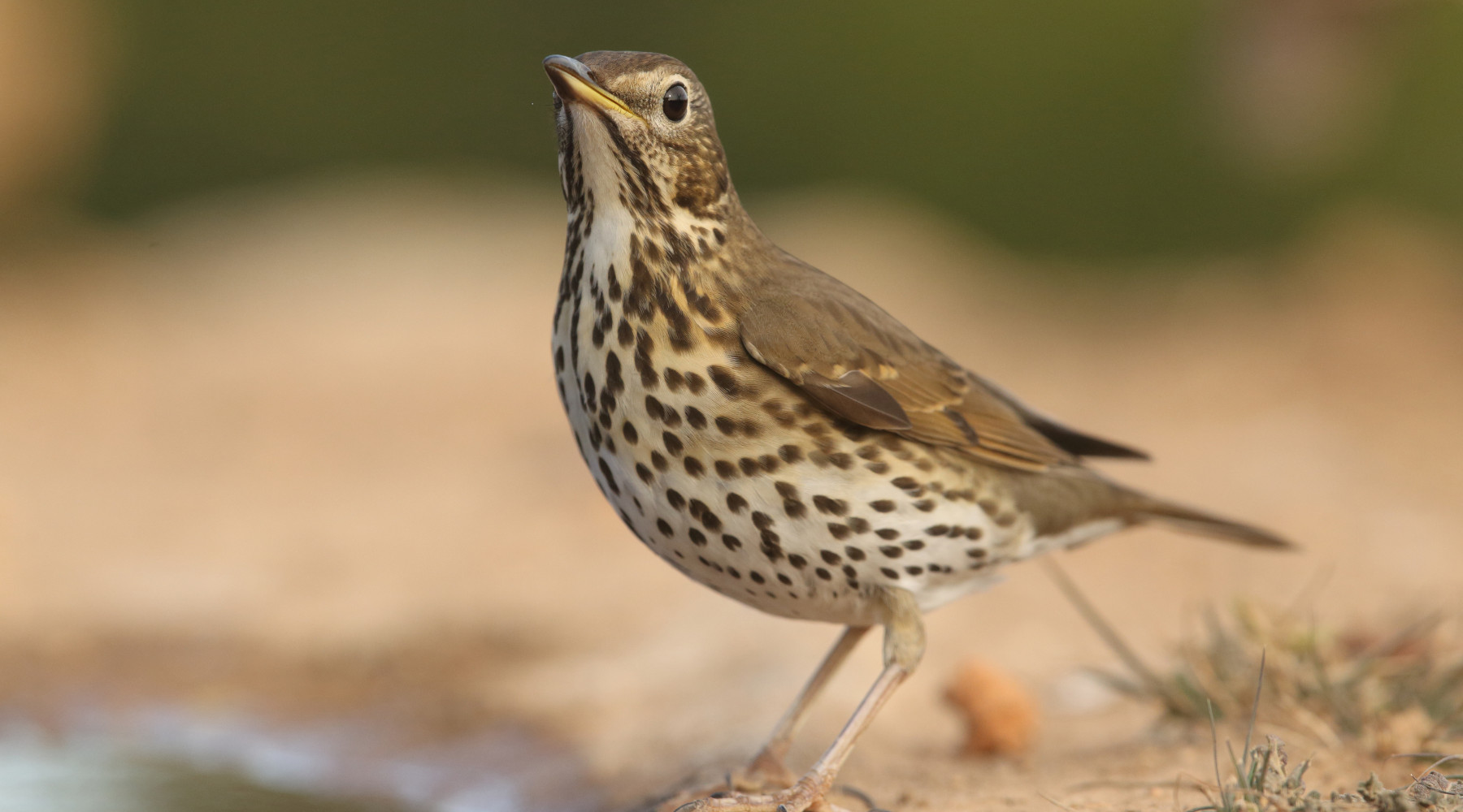 Novità sulla caccia al tordo in Lombardia - Caccia Magazine