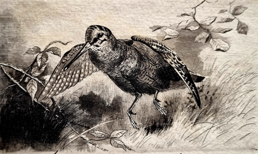 La beccaccia nelle Alpi: i risultati degli ultimi studi - Caccia Magazine