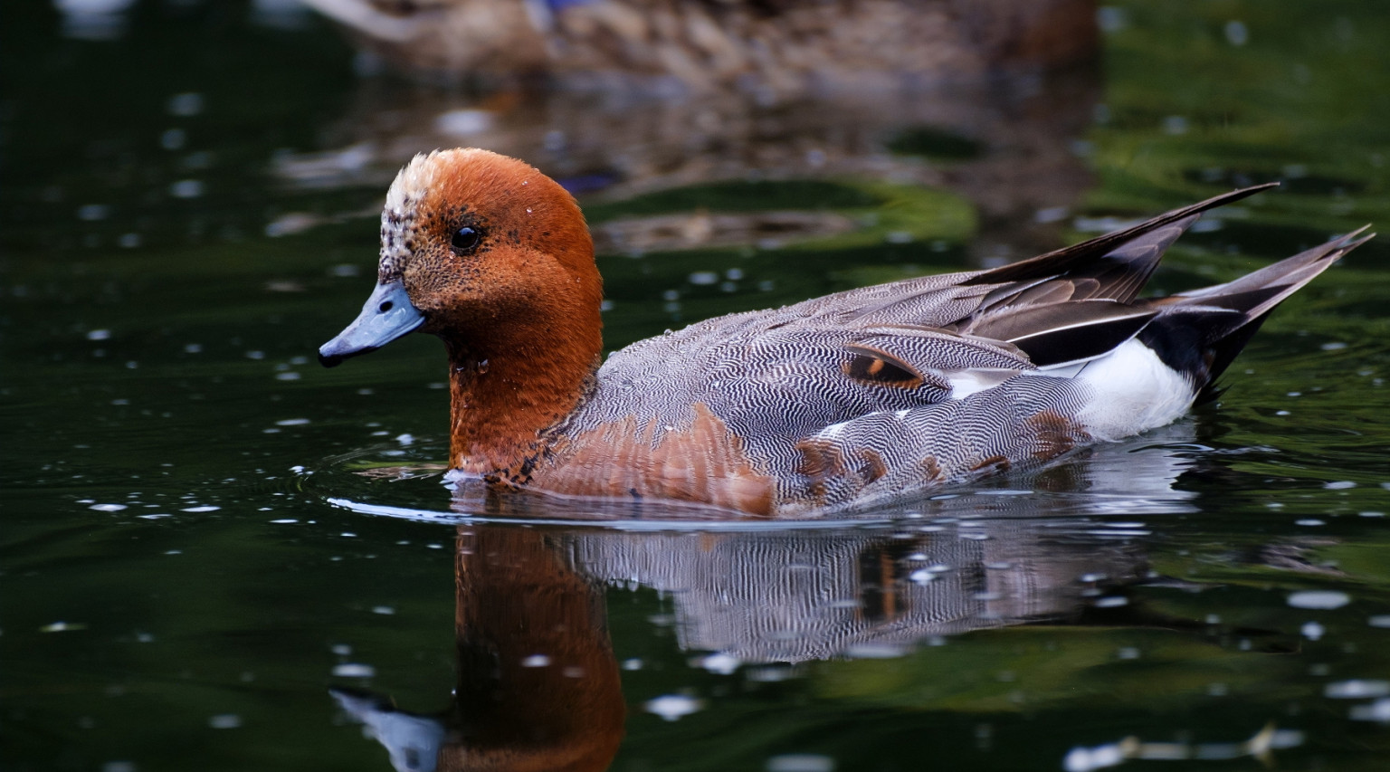 Riconoscere gli uccelli acquatici: il corso dell’Acma - Caccia Magazine