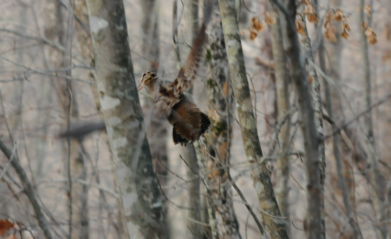 Una nuova stagione di caccia alla beccaccia - Caccia Magazine