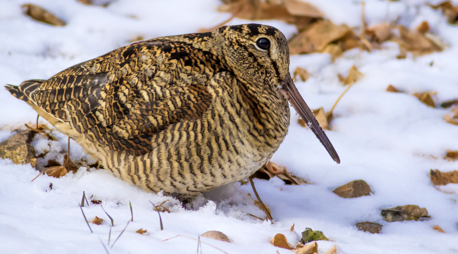 Caccia alla beccaccia in Lombardia: le indicazioni a metà mese - Caccia ...