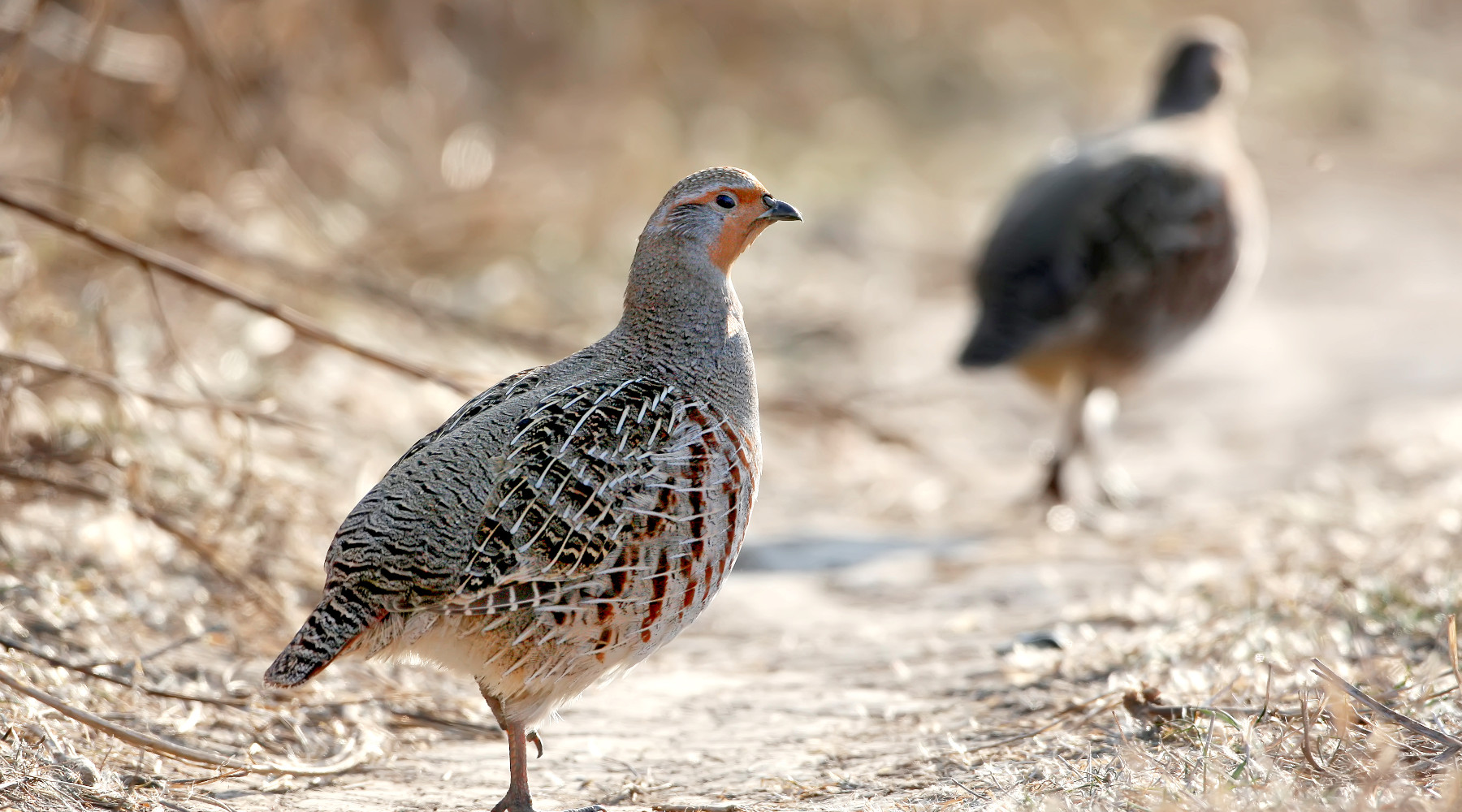 Venerdì la quarta conferenza Life perdix sulla starna - Caccia Magazine