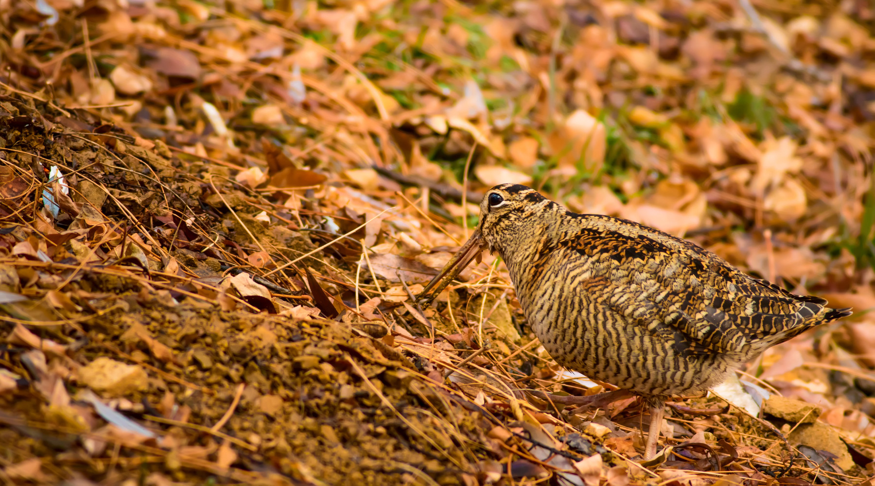 Caccia alla beccaccia in Lombardia, le indicazioni per metà gennaio ...