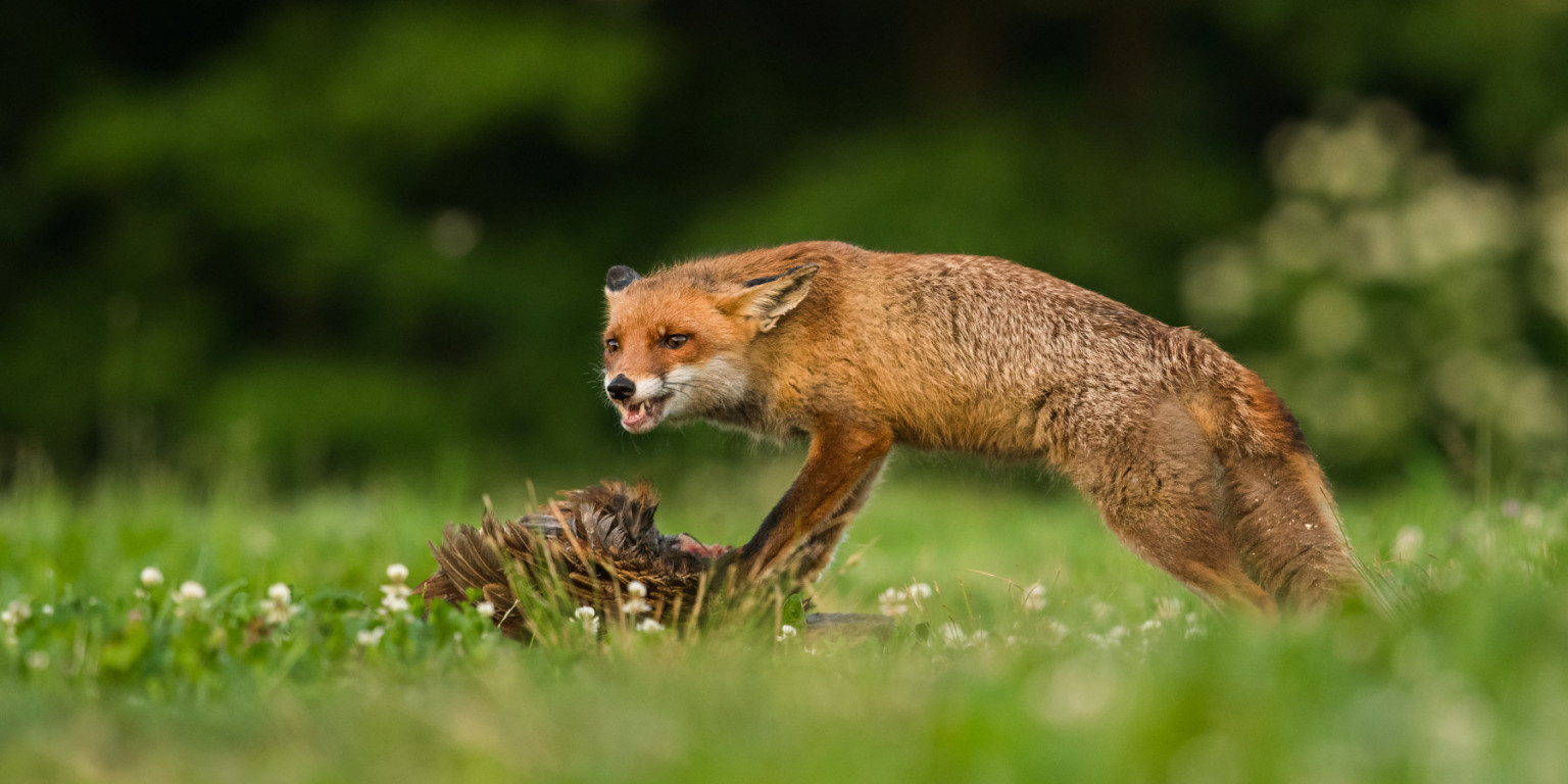 Contenimento della volpe: una tecnica innovativa - Caccia Magazine