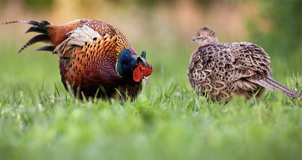 La riproduzione del fagiano - Caccia Magazine