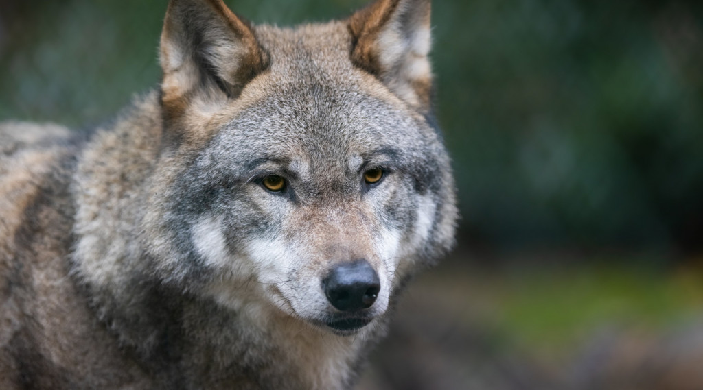 Attacco di lupo a donna a Porcari (Lu) - Caccia Magazine