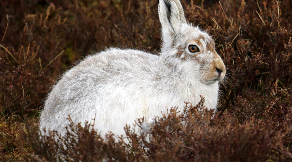 Calendario venatorio Valle d’Aosta, le indicazioni su pernice bianca e ...