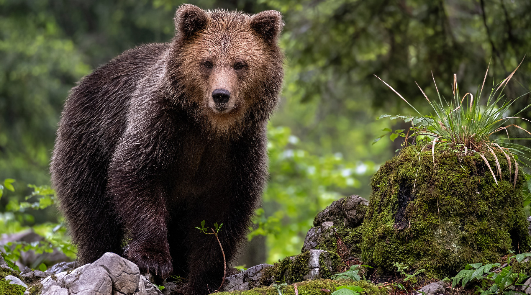Orsi in Trentino, catturata Jj4 - Caccia Magazine