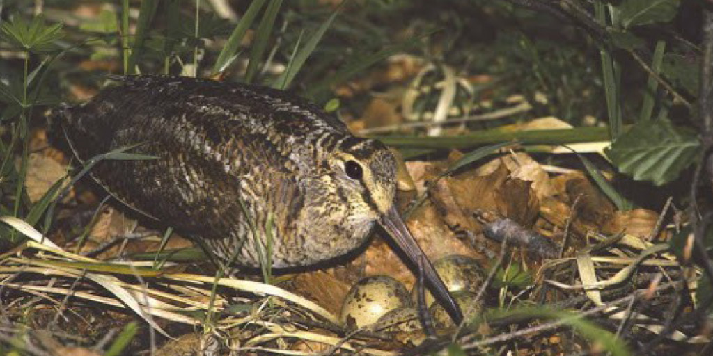 Periodo riproduttivo della beccaccia: quando chiudere la caccia ...
