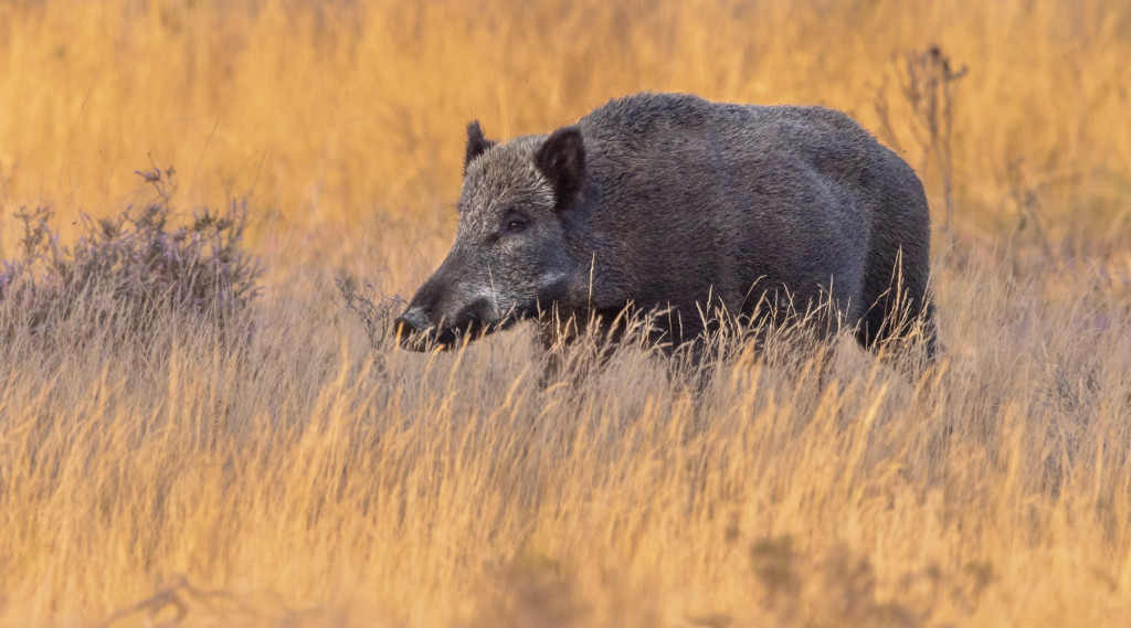Peste suina africana in Lombardia: arrivano droni ed esercito - Caccia ...