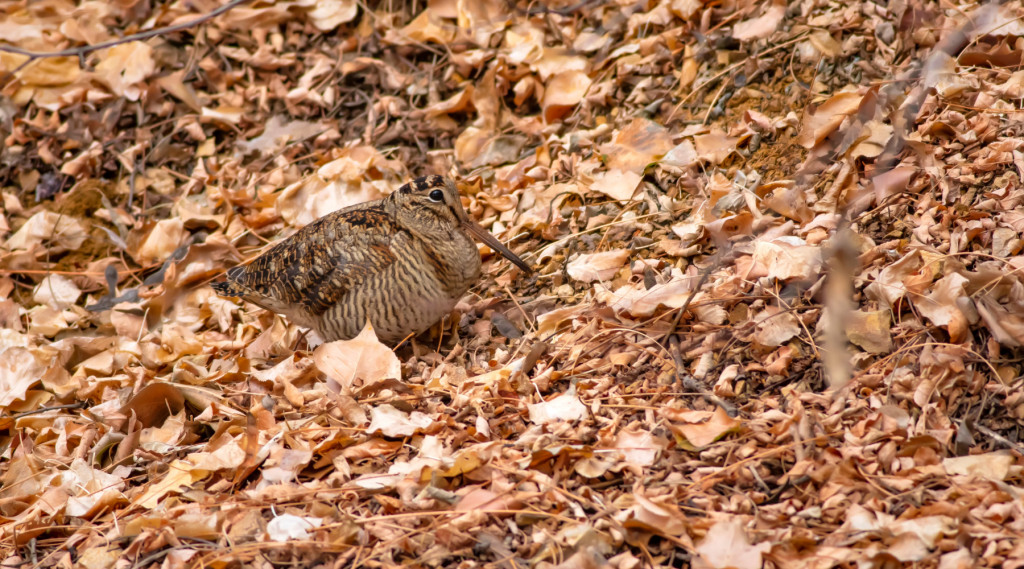 Quando si caccia la beccaccia in Italia? - Caccia Magazine