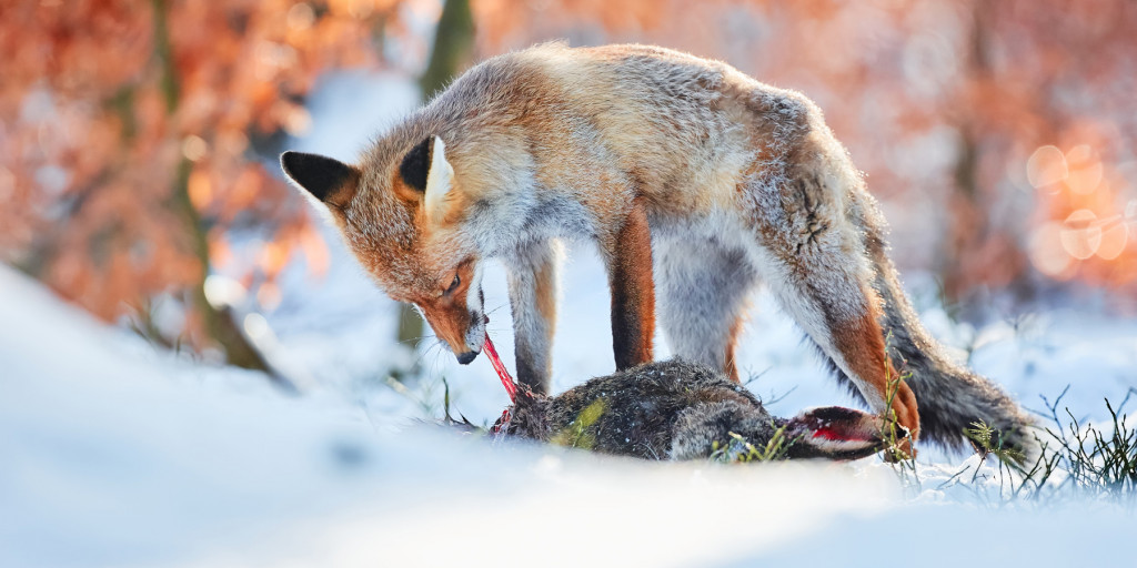 Quante e quali lepri predano le volpi - Caccia Magazine