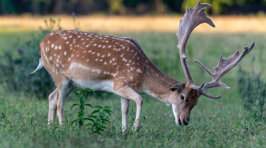 Caccia di selezione al daino in Toscana, definiti piano e calendario ...