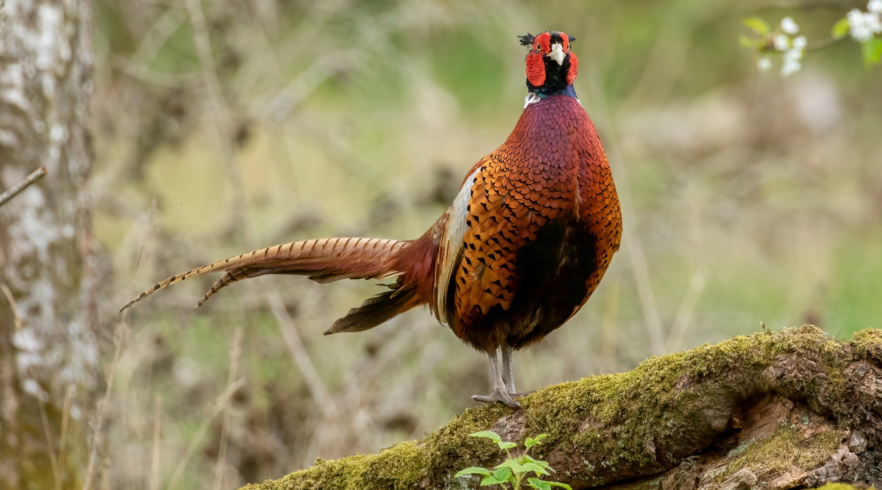 Posticipata l'apertura della caccia in Emilia Romagna - Caccia Magazine