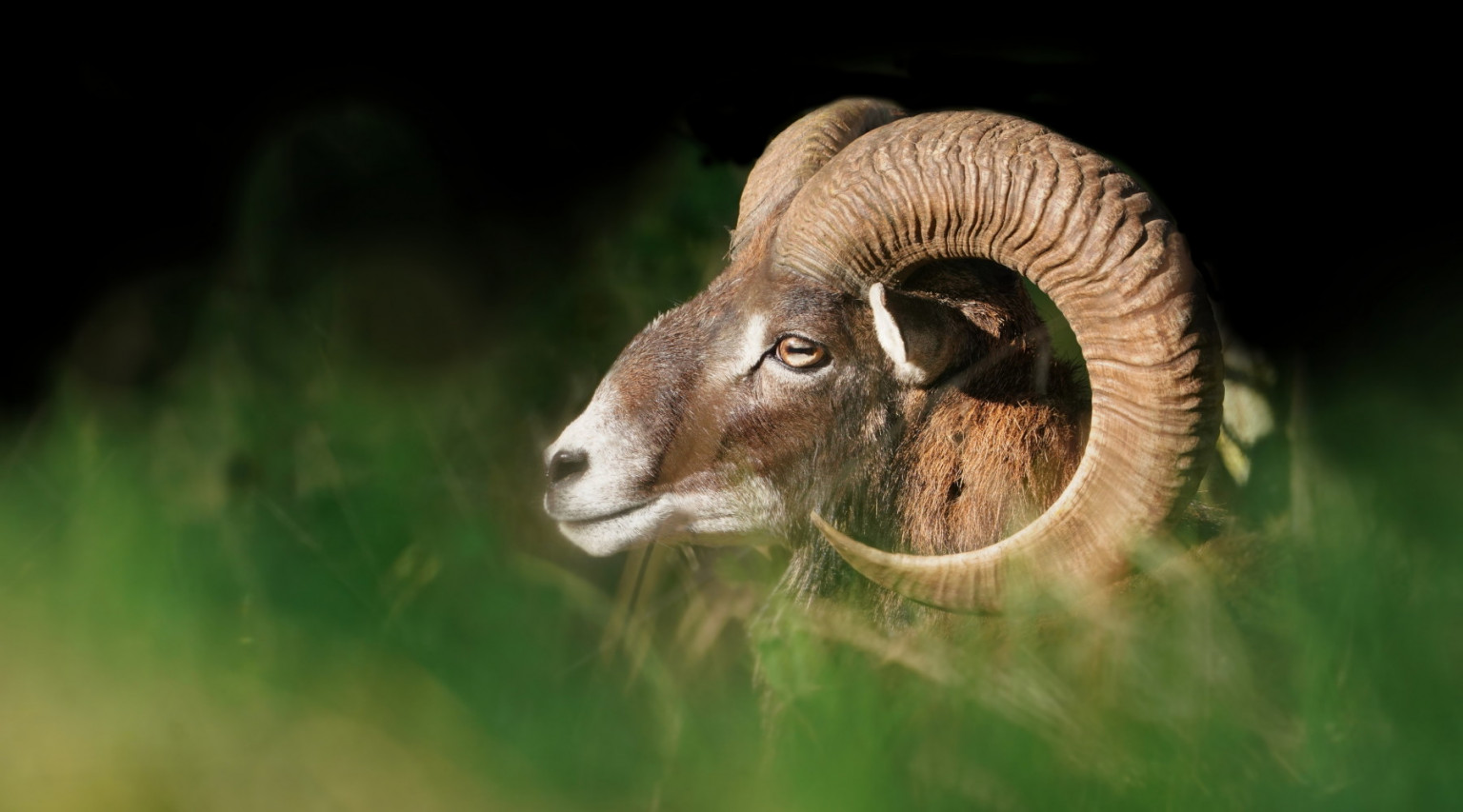 Eradicati i mufloni dall’isola del Giglio - Caccia Magazine