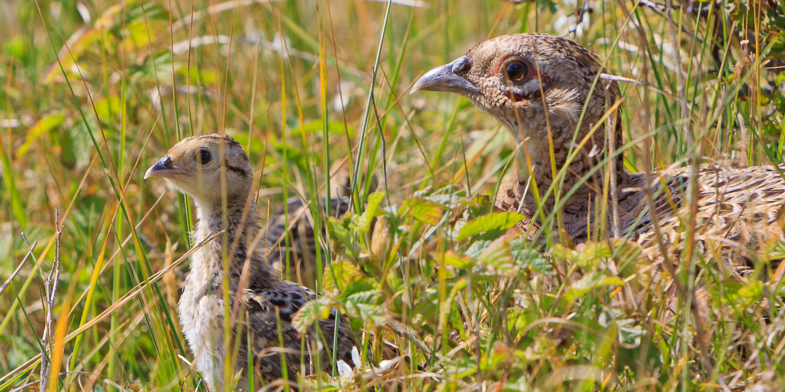 Censimenti del fagiano: quando e come farli