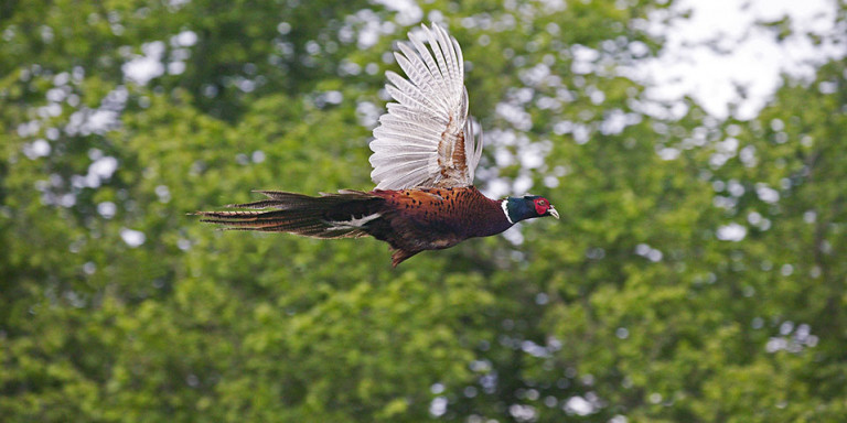 Fagiano: una specie con una storia affascinante - Caccia Magazine