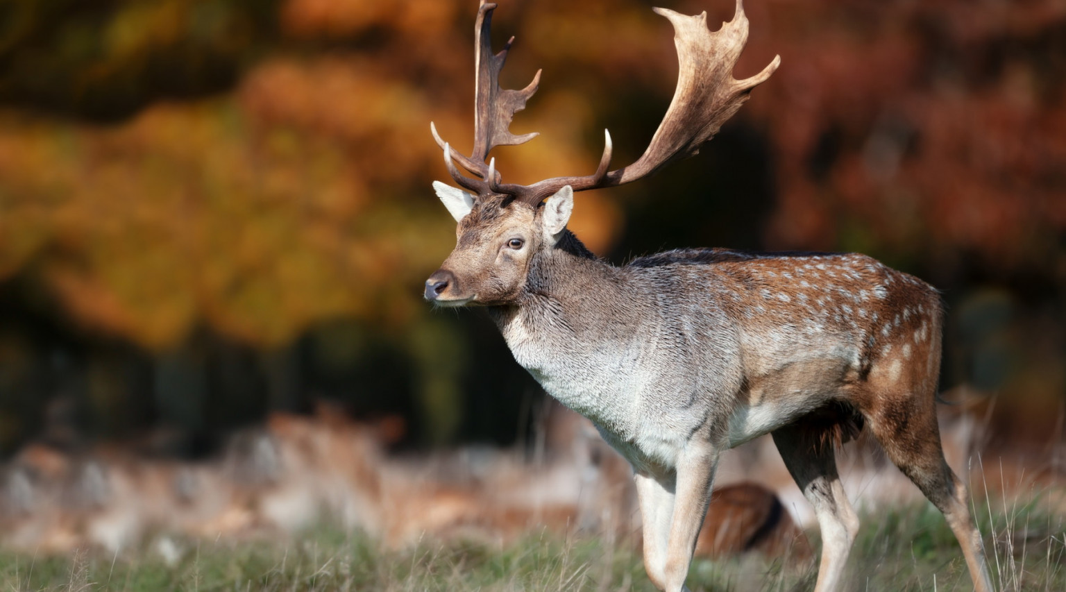 Caccia di selezione al daino: piano di prelievo Toscana 2024/2025